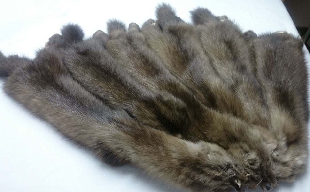 Sable skins - Quality Russian Barguzin sables