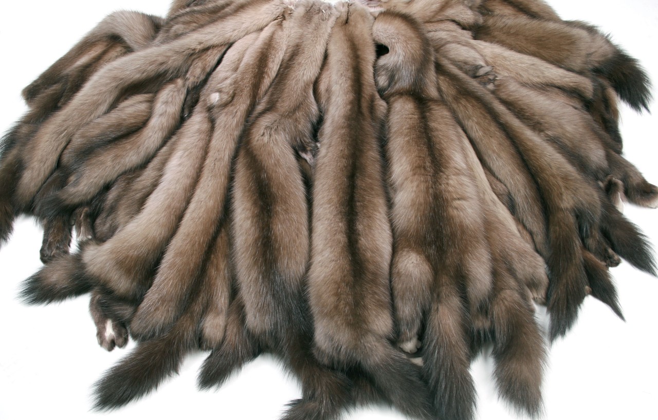 Sable skins - Quality Russian Barguzin sables