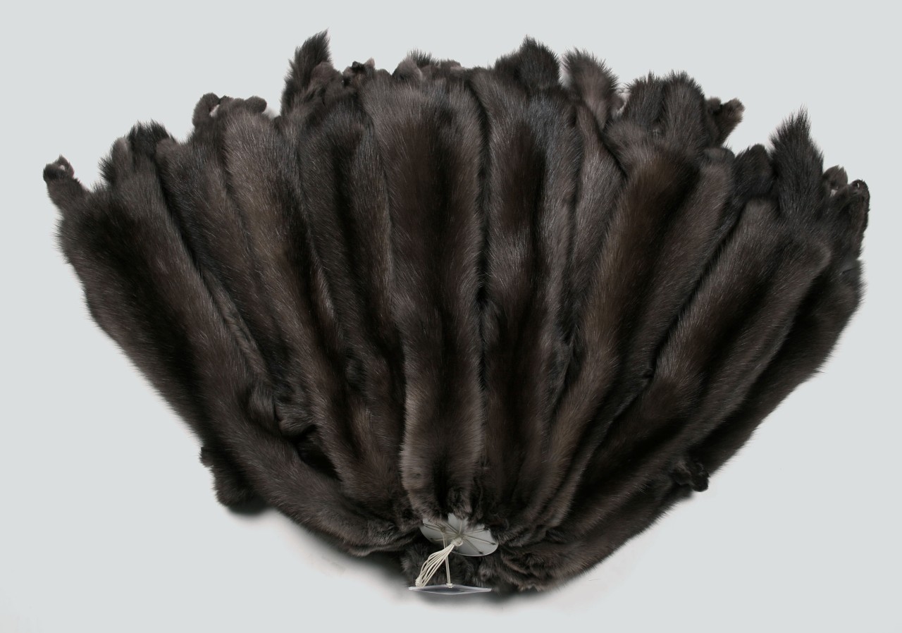 Sable skins - Quality Russian Barguzin sables