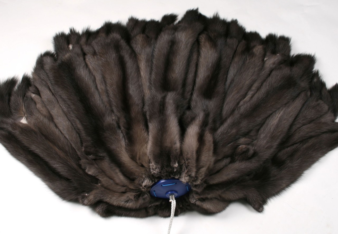 Sable skins - Quality Russian Barguzin sables