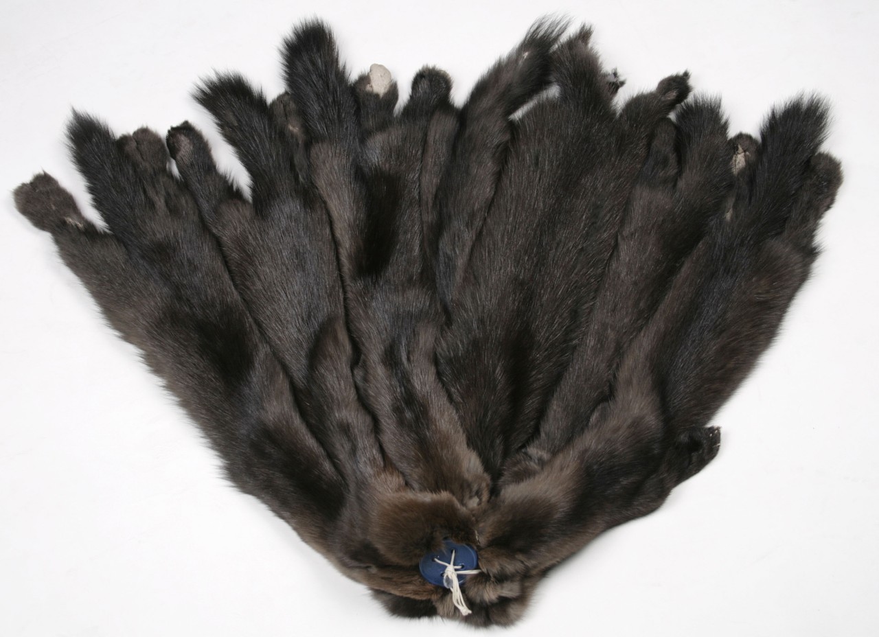 Dark Sable Skins from Russia Sojuzpushnina